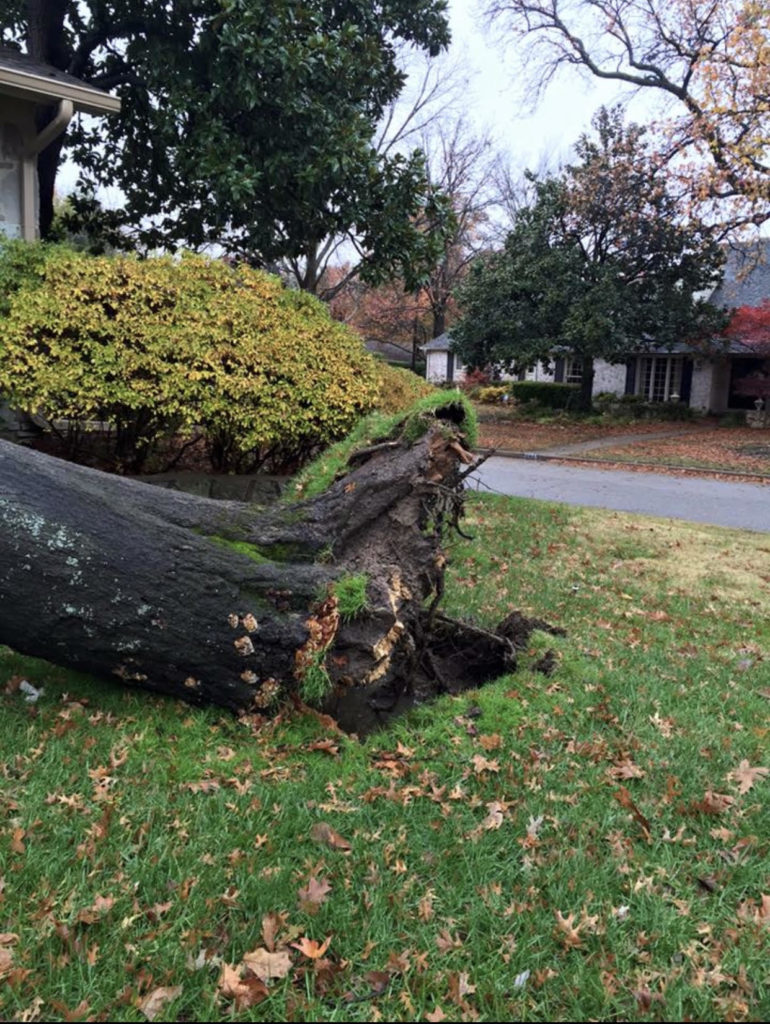 EFFECTS OF HEAVY RAIN ON TREES | Tulsa, OK | Trees by Jake
