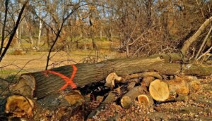 Root Rot Symptoms, Causes, and Treatment