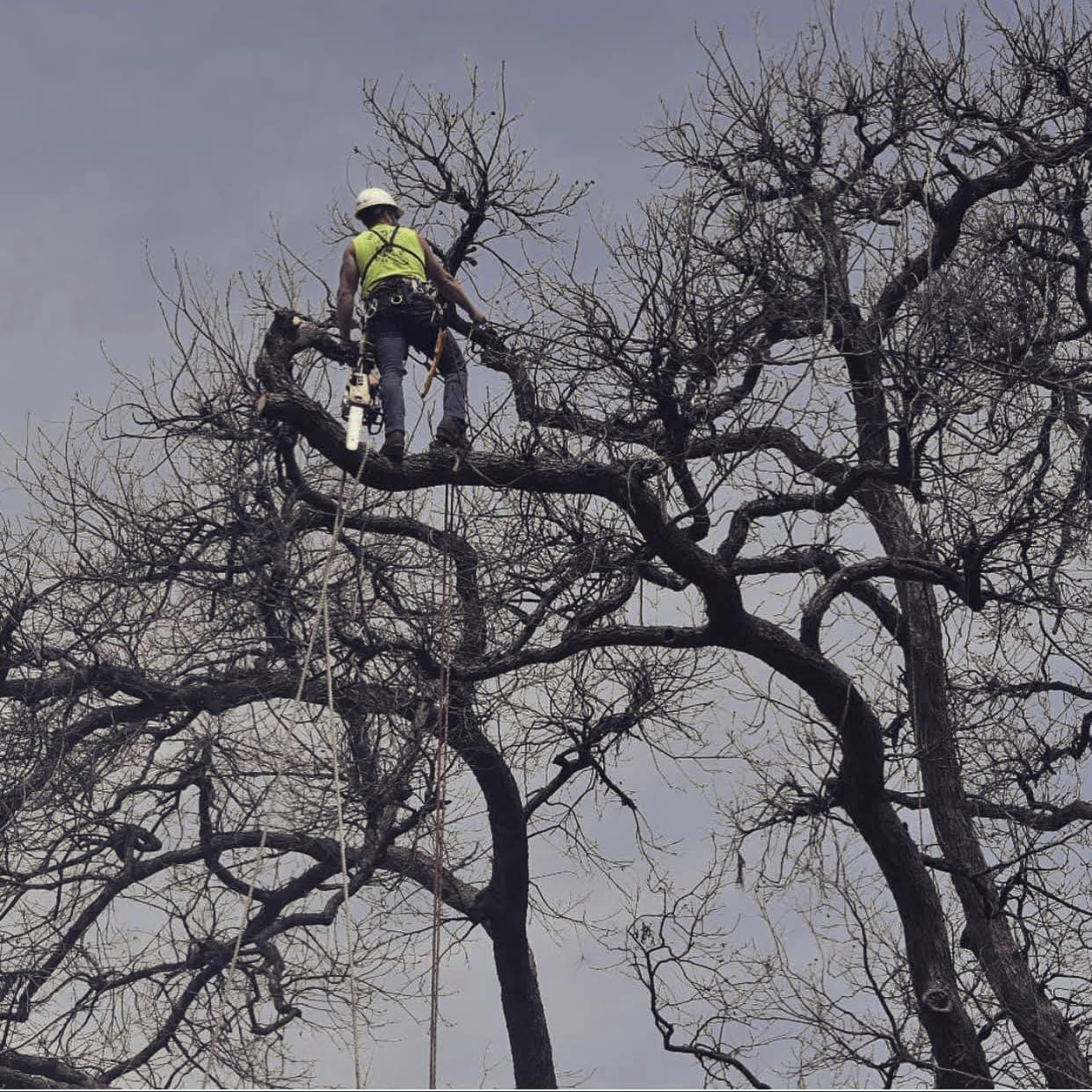 Tulsa Tree Service - Removal & Emergency Services