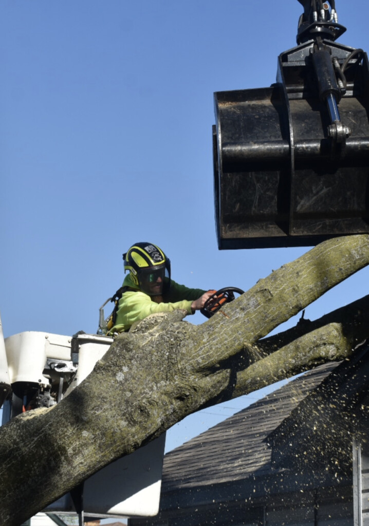 Tree Removal Service Tulsa - Dead and Fallen Tree Service Near Me