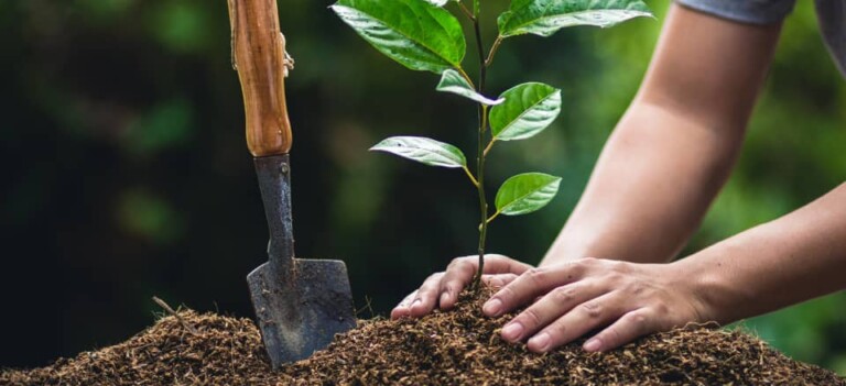 The Ultimate Guide to Fruit Trees That Grow Well in Oklahoma | Trees by ...